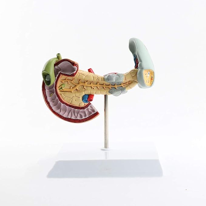 Educational Model Digestive System Anatomical Model Digestive System ...