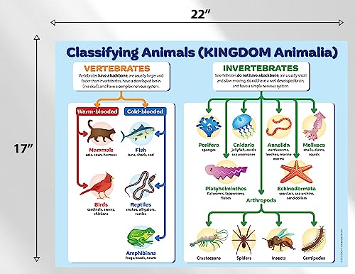 ZOCO - Biology Posters 2 Pack: Hierarchy Of Biological Classification ...