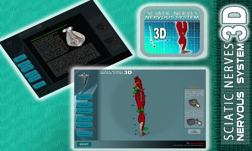 Amazon.com: Anatomy Sciatic Nerves 3D: Appstore for Android