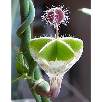 Amazon.com : Parachute Plant - Very Rare Starter Plant - Umbrella ...
