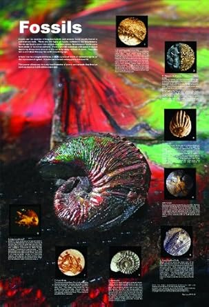 Amazon.com: American Educational Fossils Poster: Industrial & Scientific