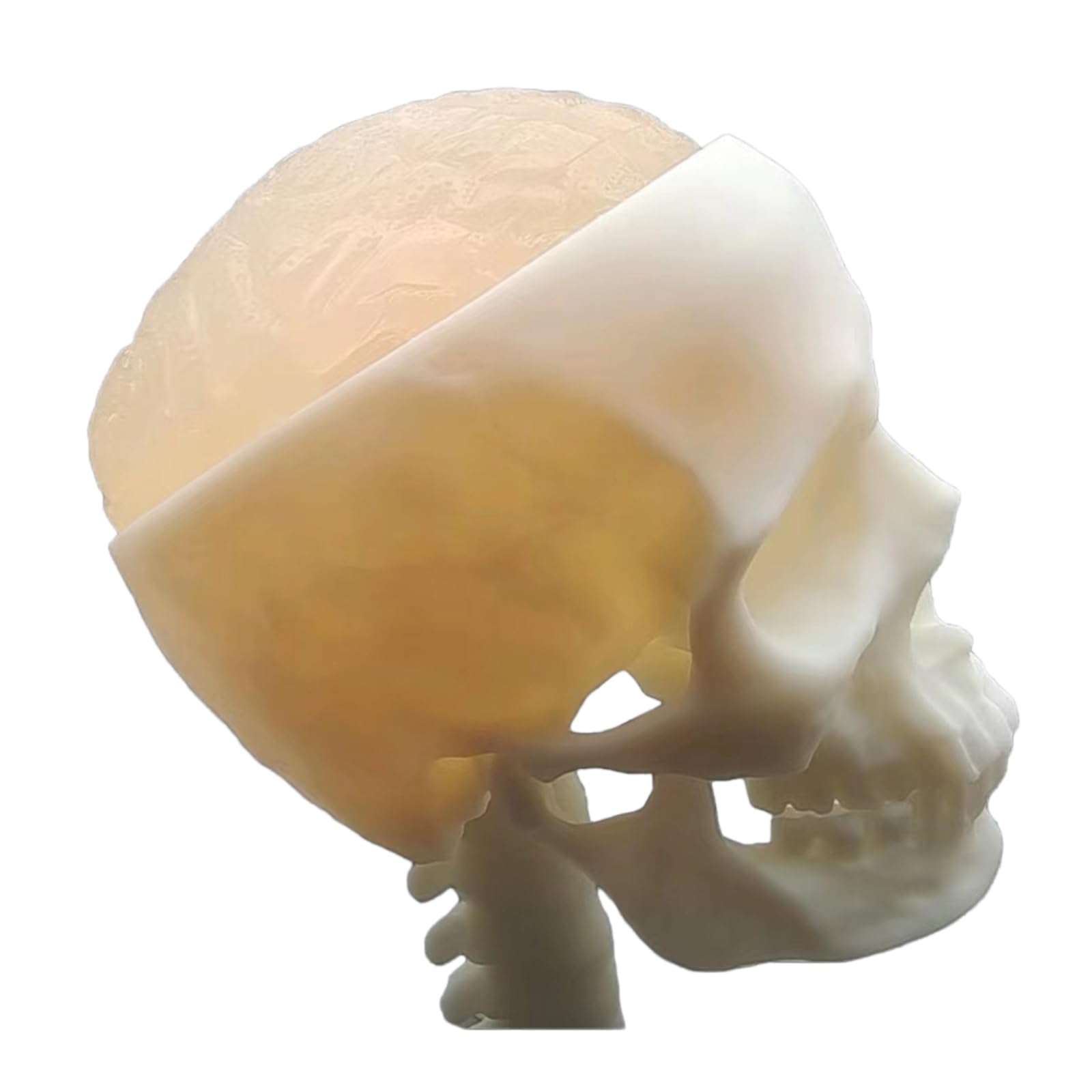 Mua Ultrasonic puncture cranial cerebral model, simulated ultrasound ...