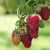 Red raspberry plant - How to grow & care