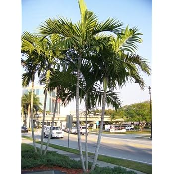 Amazon.com : King Palm 12 Seeds - Alexandra Palm - Archontophoenix ...