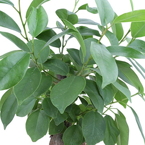 Costa Farms Ficus Bonsai - irrigation supplies