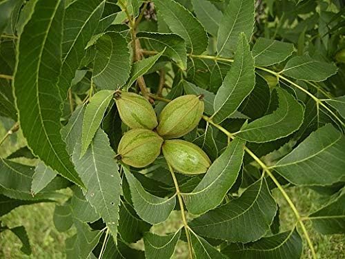 Amazon.com : Southern Pecan Tree Live Plant (6-10 Inches) : Garden ...