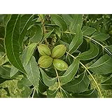 Amazon.com : 2 Hardy Pecan Nut Trees : Garden & Outdoor