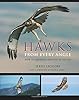 Hawks from Every Angle: How to Identify Raptors In Flight in Saudi ...