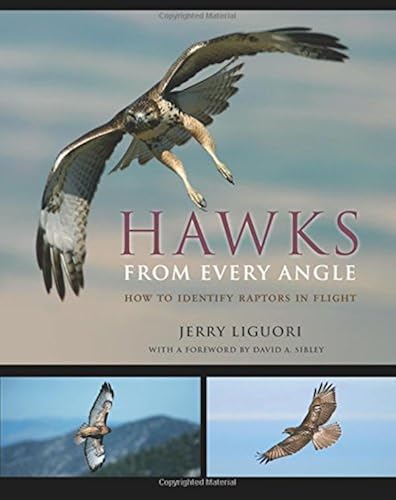 Hawks from Every Angle: How to Identify Raptors In Flight in Oman | Whizz
