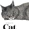 The Book of the Cat: Cats in Art: Amazon.co.uk: Roberts, Caroline ...