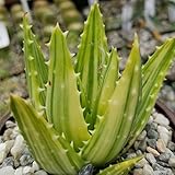 Aloe nobilis - How to grow & care