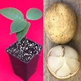 Lanzones - How to grow & care