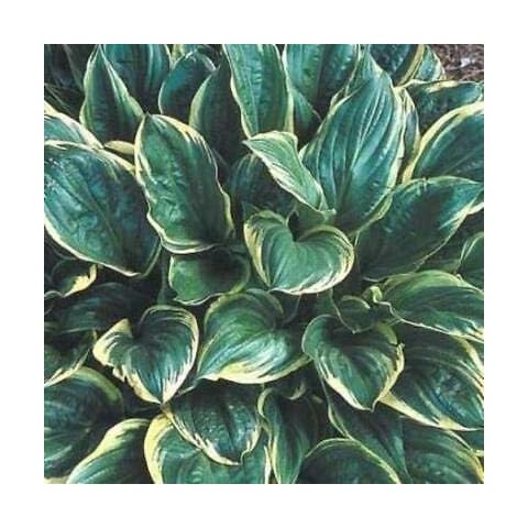 (2) Hosta Minuteman Roots, Beautiuful Green & White Foilage, Bulb ...