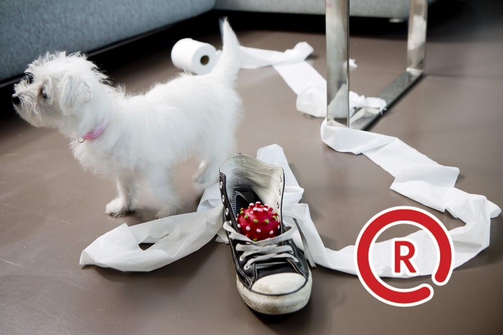 BT Smart Home Cam 100 IP Camera with Night Vision and Motion Detection ...