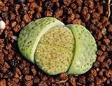 Lithops fulviceps - How to grow & care