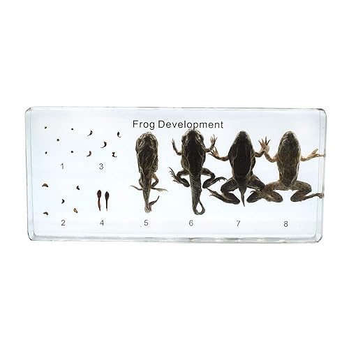 Life Cycle of Frog Animal Specimen in Acrylic Block Paperweights ...