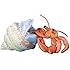 Herman the Hermit Crab: Cindy W. Hollingsworth, Lynn Bemer Coble ...