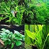 Mainam 4 Different Anubias Nana Amazon Sword Java Fern Windelov ...