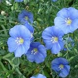 Amazon.com : Blue Flax (Linum Perenne) Perennial, 2 grams of Seeds ...