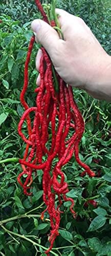 Sherwoods Seeds Thunder Mountain Longhorn Cayenne Heirloom Pepper ...
