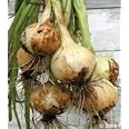 Amazon.com : 30 Texas Super Sweet 1015Y Onion Plants- Globe shaped ...