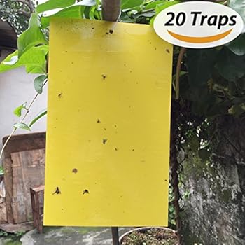 Amazon.com : Yellow Dual Sticky Fly Traps (10 Pack) for Fruit Fly Gnat ...