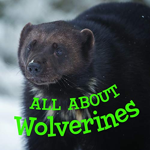 All about Wolverines: English Edition (Nunavummi): Hoffman, Jordan ...