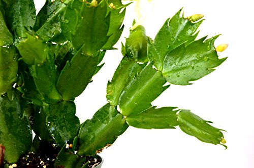 9GreenBox - Rare Yellow Christmas Cactus Plant - Zygocactus - 4" Pot ...