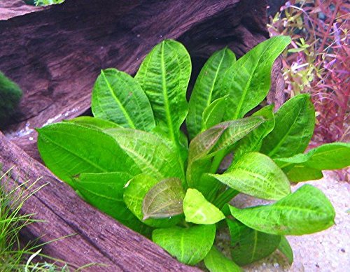 Mainam Echinodorus Parviflorus Rosette Amazon Sword Live Aquarium Plant ...