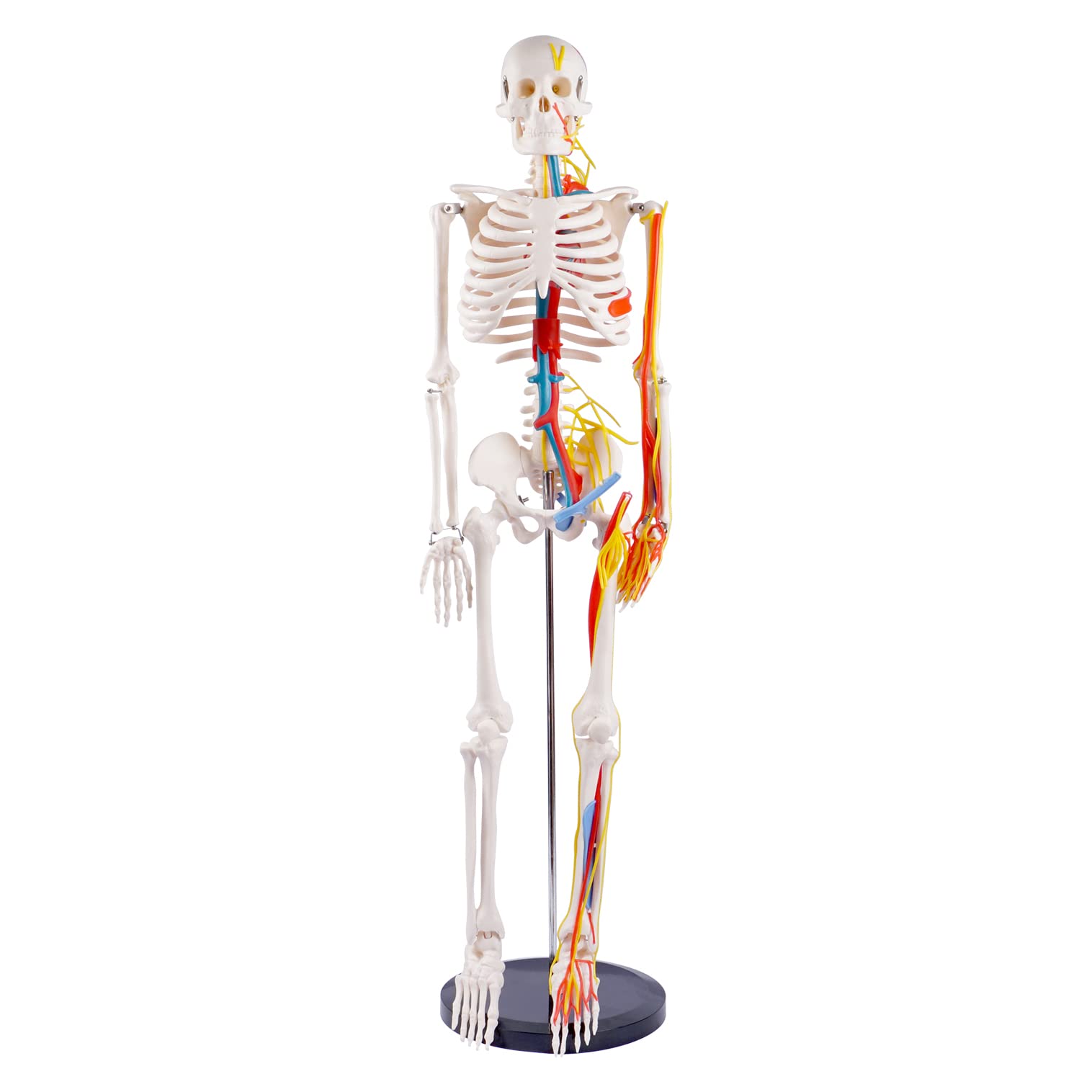 HADWYN Life Size Human Skeleton Model For Anatomy- Medical Human ...