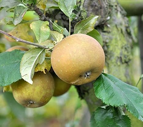 Egremont Russet' Apple Tree 4-5ft Tall in 6L Pot, Self-Fertile,Ready to ...