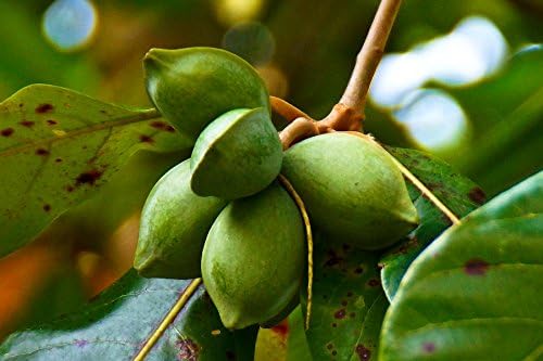 Seeds Terminalia Myriocarpa Rare Semi Indian Almond Clusters Rosa Fiore ...