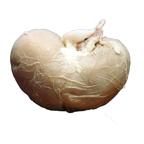 Anatomy Lab Preserved Sheep Kidney Specimen for Dissection, for Biology ...