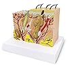 Evotech Skin Anatomical Model, 35X Enlarged Skin Layer Structure ...
