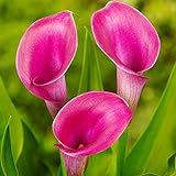 Amazon.com : Anneke Purple Calla Lily Bulb - True Purple Color : Calla ...