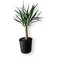 Amazon.com : Andersen Farms Yucca Cane Live Plant Indoor/Outdoor in 10 ...