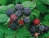 2 Jewel - Black Raspberry Plant - Everbearing - All Natural Grown ...