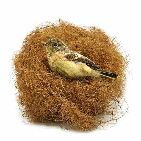 Coconut Fiber for Bird Nests - Canary Nesting Material Coconut Bird Nest Finch Coconut Fiber ...
