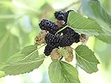 Weeping mulberry - How to grow plants