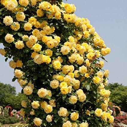 Yellow Climbing Rose Varieties
