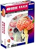 Human Brain Anatomy Model - Build Your Own! in Kuwait | Whizz Science