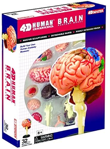 Human Brain Anatomy Model - Build Your Own! in Kuwait | Whizz Science