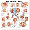 The Urinary Tract Anatomical Chart in Saudi Arabia | Whizz Charts & Posters