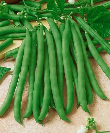 Roma II Bush Bean Seeds - Phaseolus Vulgaris - 10 Grams - Approx 25 ...