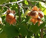 Hazelnut tree - How to grow plants