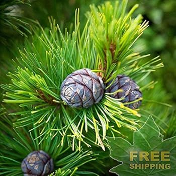 Amazon.com : BLUE DWARF SWISS STONE PINE - Pinus cembra - 3 - YEAR ...