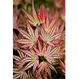 Amazon.com : Alpenweiss Japanese Maple 3 - Year Graft : Patio, Lawn ...