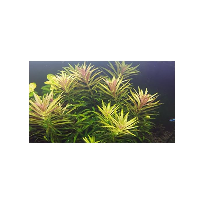 Limnophila Aromatica Hippuroides
