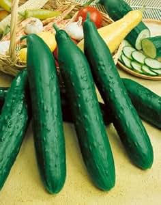 Amazon.com : Sweet Success Hybrid Cucumber Seeds - Cucumis Sativus - 0. ...
