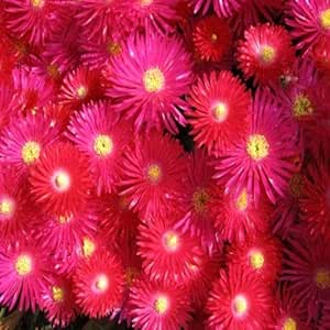 Amazon.com: Outsidepride Dorotheanthus Red Ice Plant Ground Cover ...
